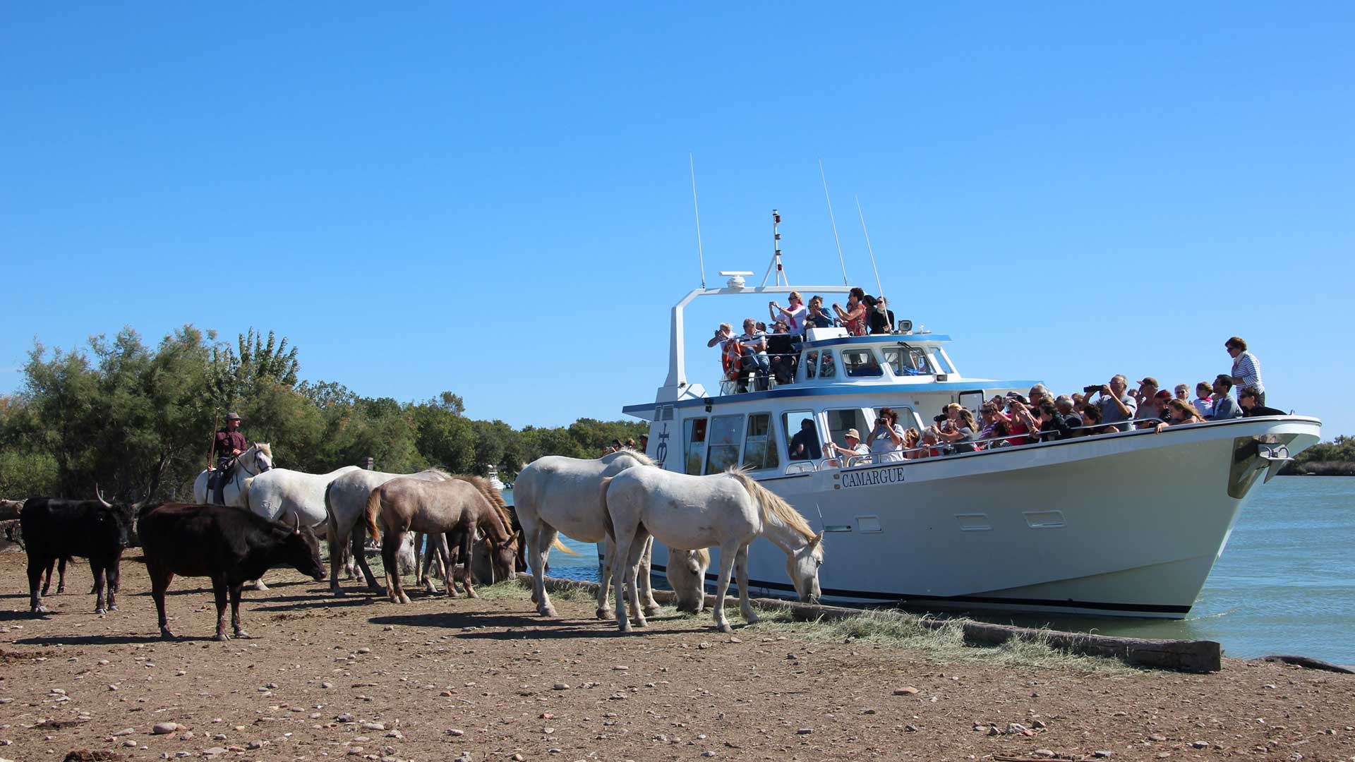 Sorties de groupes en bateau en Camargue | Le Camargue